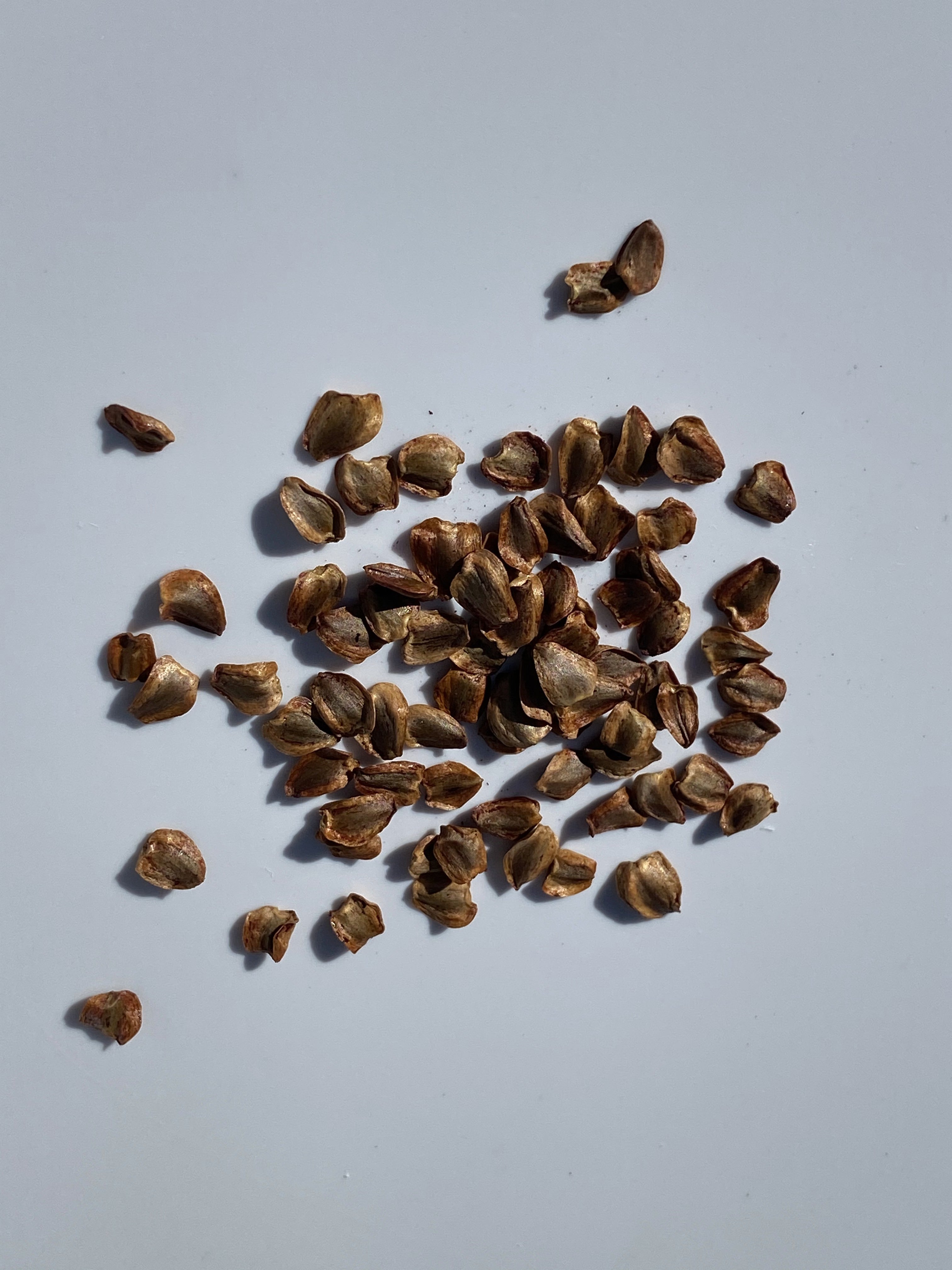 Easy Redwood Seed Germination – Bonny Torridon